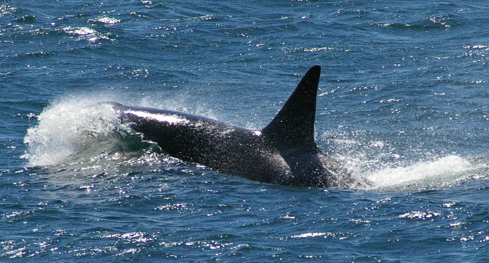 Orcinus: Orcas: Officially Endangered